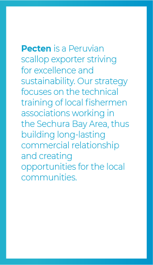 Peruvian Pecten